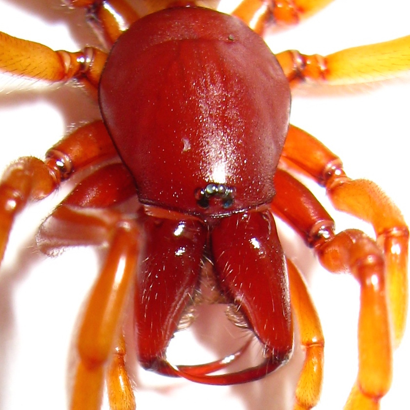 BugBlog: Dysderidae: Woodlouse hunters