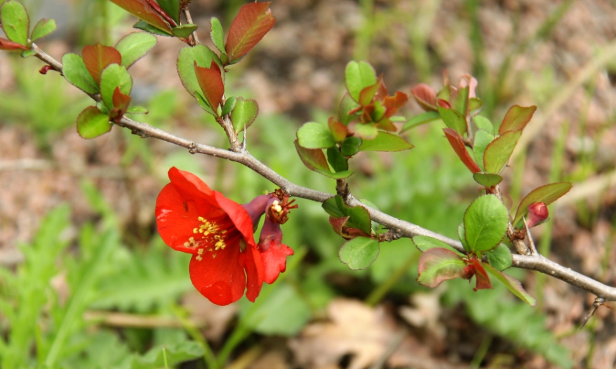 Kesän taikaa: Kasvitieteellinen puutarha Turussa