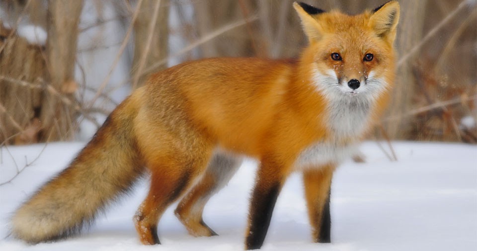 Interesting things: Vulpea-un pradator de succes