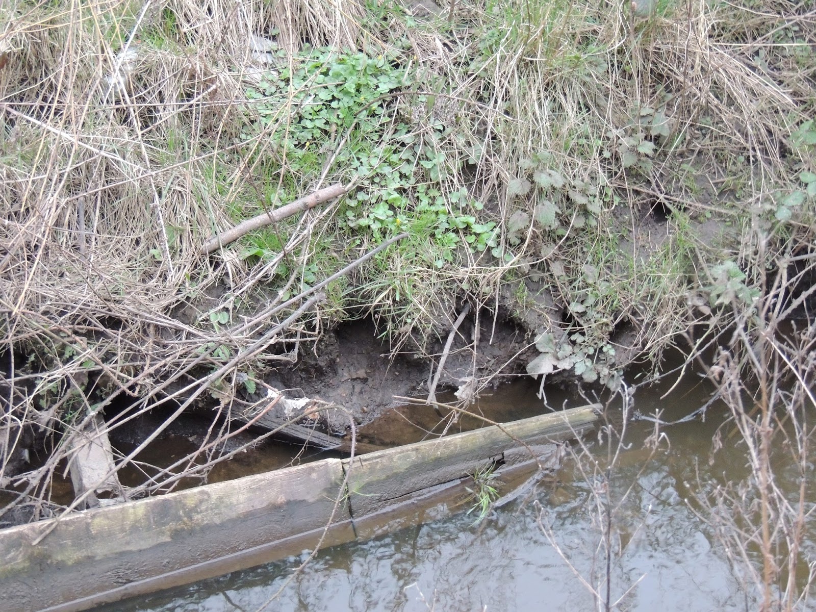 About a Brook: Water Vole Signs - Collect the Set!