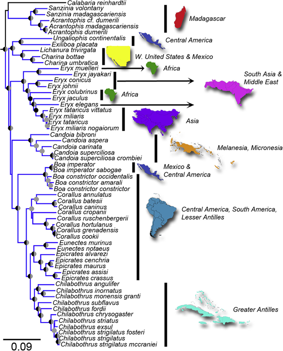 Arboreal Monsters: Boas classification