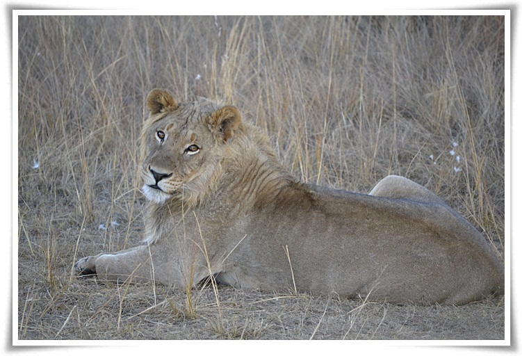 LIVING LIFE TO THE MAX: OUR AFRICAN SAFARI: "SHIBULA" Day 2 (Evening)