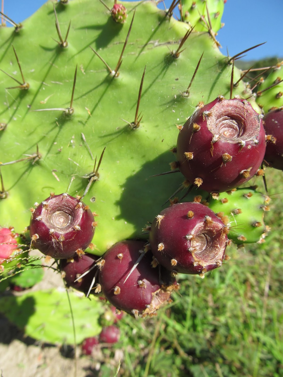 Pitahaya de cactus, pequeña flor amarilla y algunas flores exóticas
