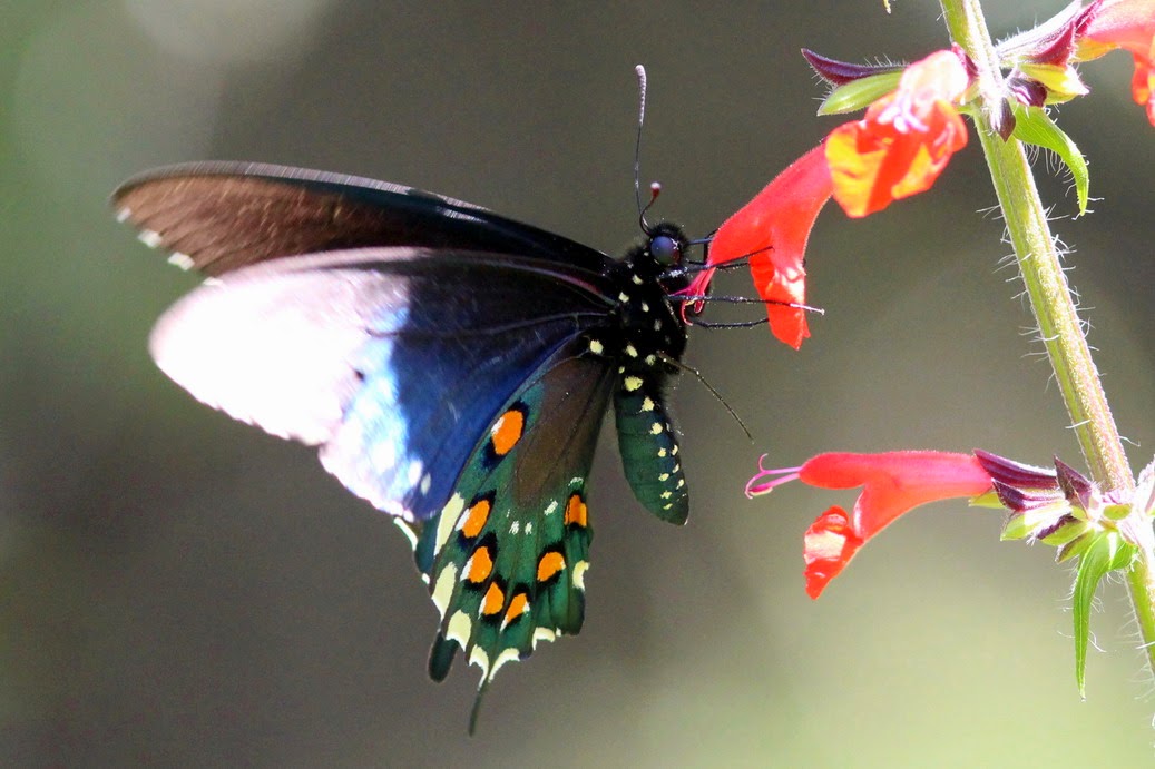 Rio Grande Valley Butterflies: National Butterfly Center, 3/18/14
