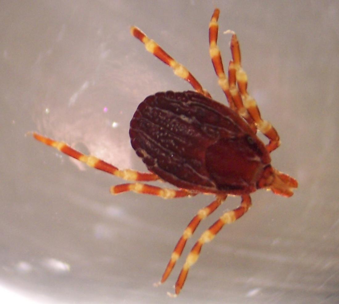 Variety of Life: Hyalomma