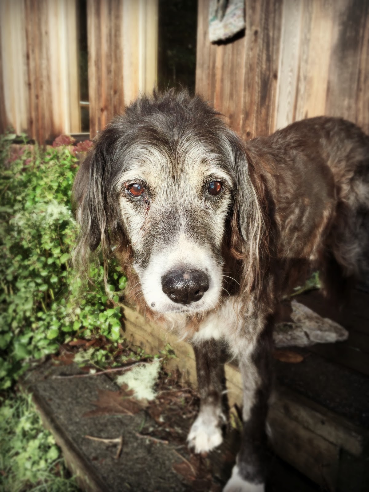 Marblemount Homestead: Rest in peace, my beloved Pluto dog