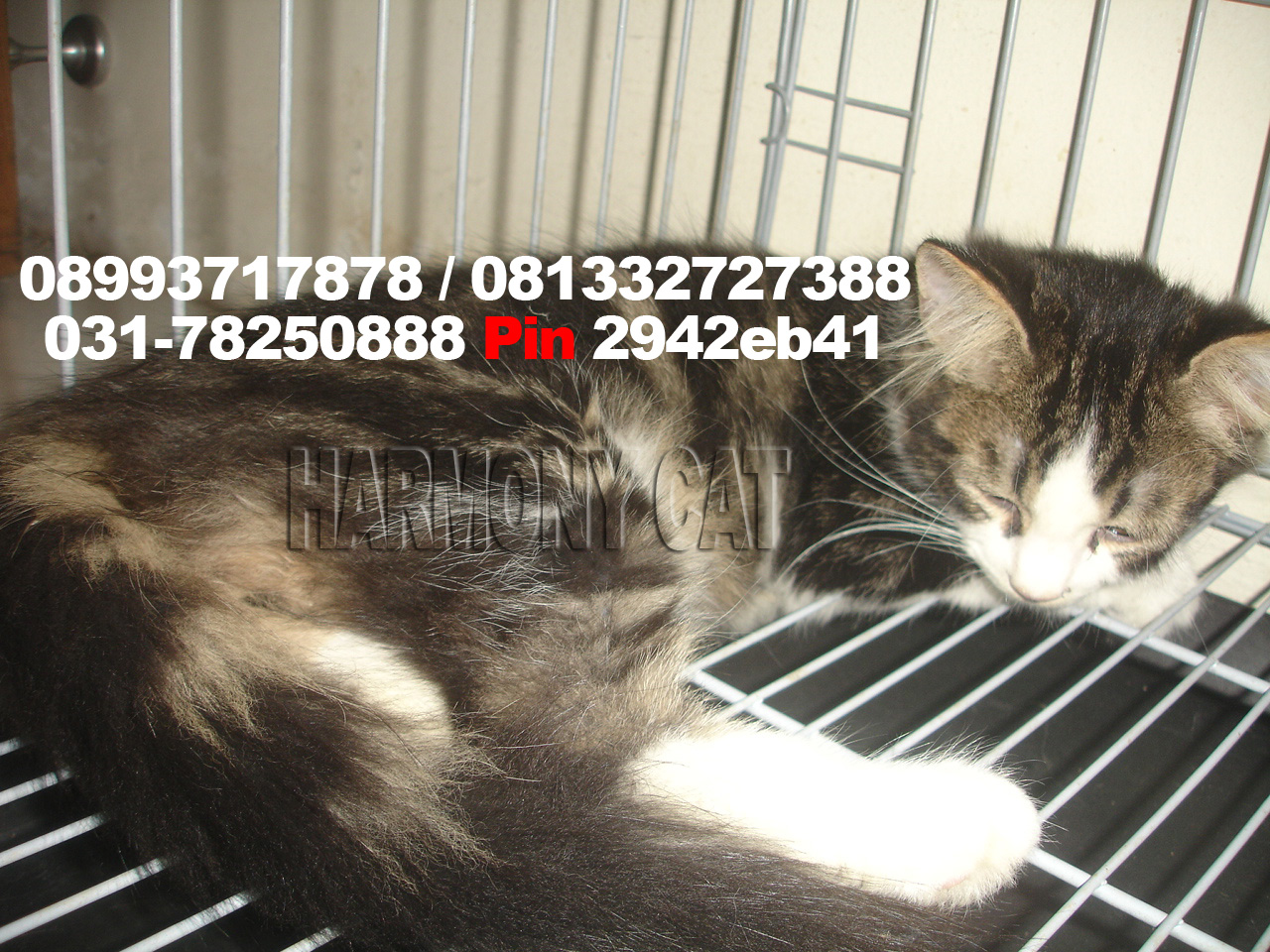 Hamster Dan Kucing Persia Murah Surabaya: KUCING ANGGORA MURAH TABBY ...