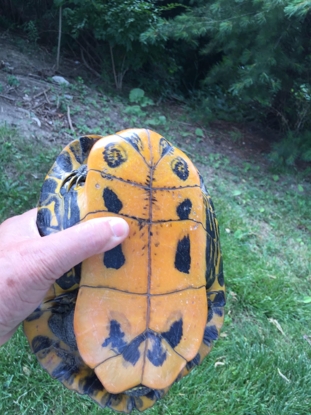 Into the Woods and Elsewhere: Wayward Red-eared Slider