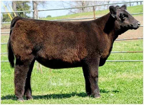 Lembu Pelik Ini Mempunyai Bulu Paling Lembu dan Gebu Sekali Didunia ...