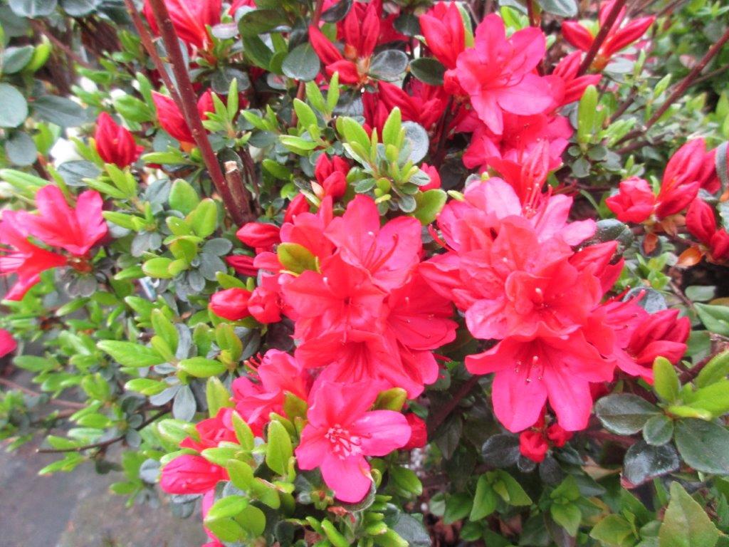 ONE TO GROW ON : Azaleas: A simple Guide for Happy Blooms