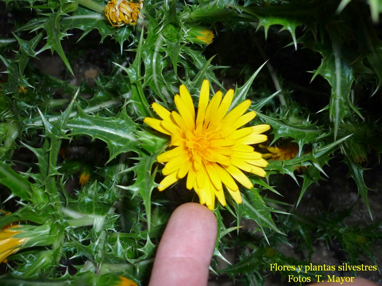Flores y plantas silvestres: " Scolymus hispanicus ". Cardillo, Cardo ...