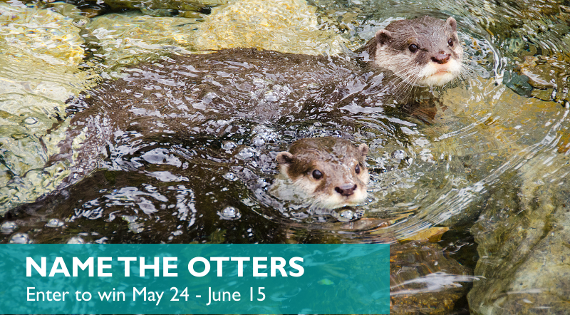 Otter pop has otter pups in time for Father's Day