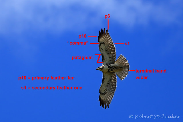 Central Florida Nature Outings: In-flight Field Marks of the Juvenile ...