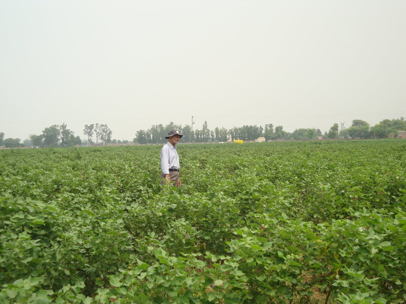 CSISA, PAKISTAN: Growing cotton and wheat zero-til (ZT) in wheat-cotton ...