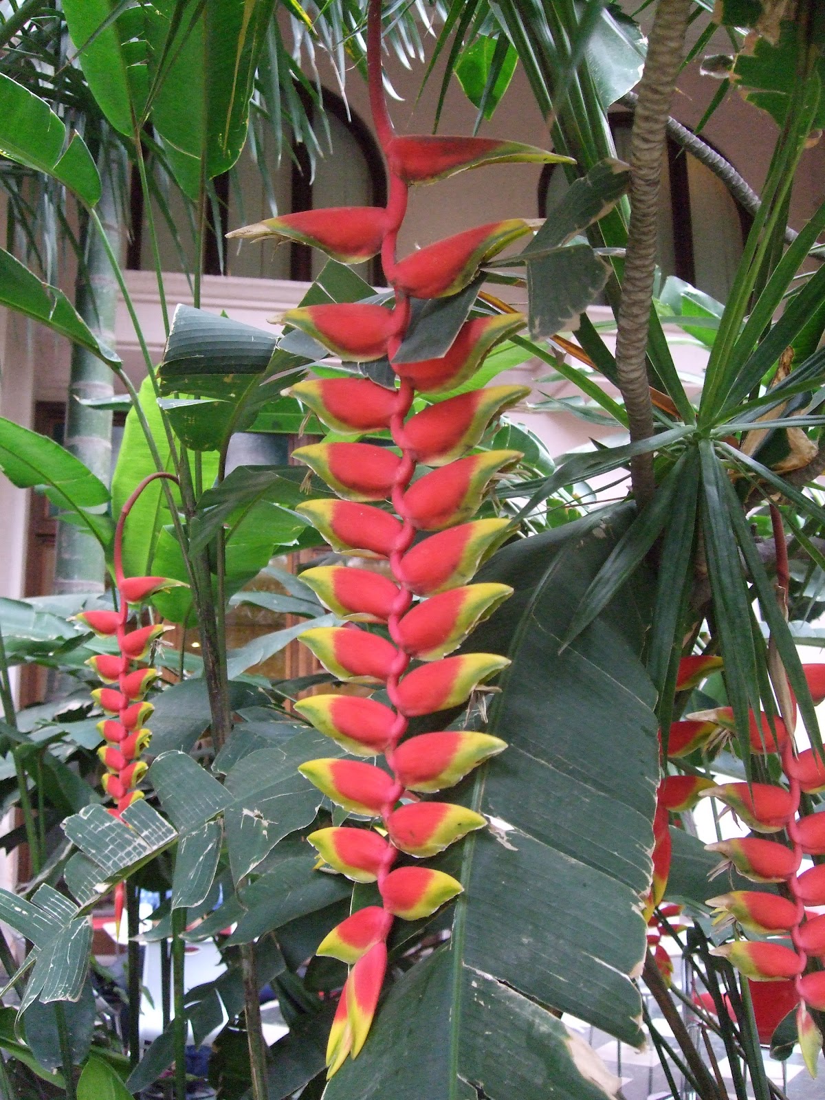 Un jardín en la India - BOTÀNIC SERRAT