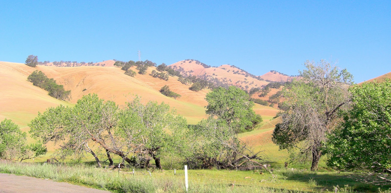 over hill n dale: California Farmlands to the Redwood Forests