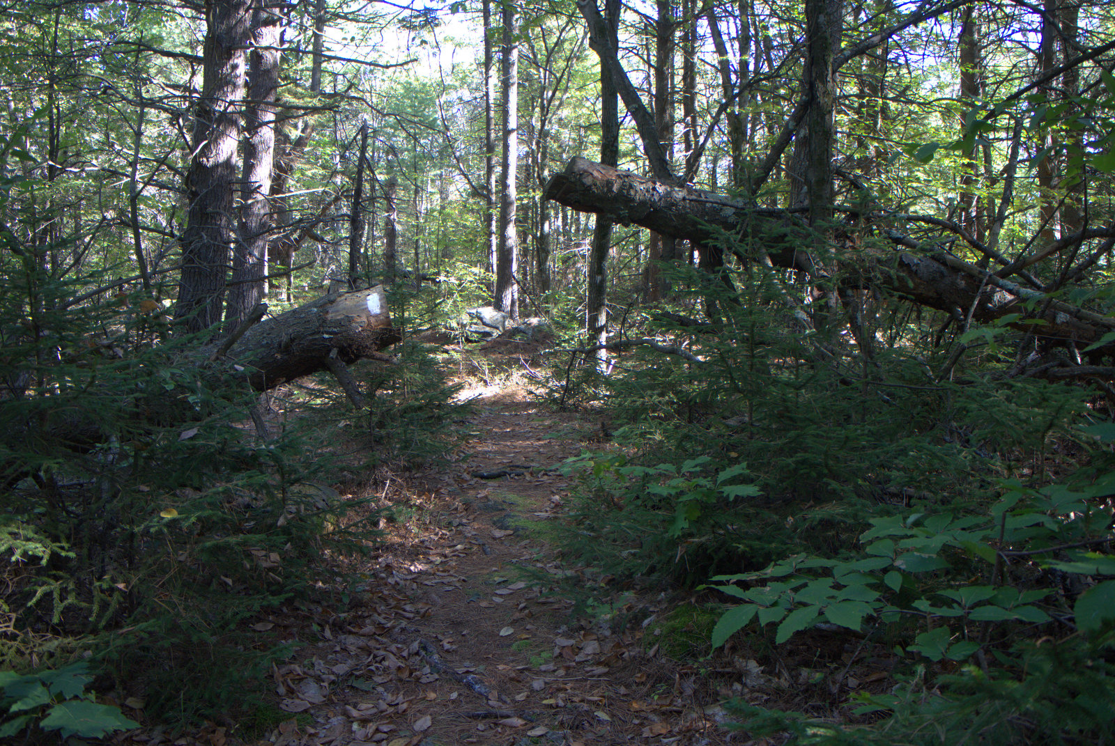 Along the NET-Cohos: NH M-M Sections 20b-21 Little Monadnock & Gap Mountain