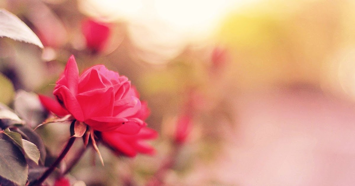 Baru 40+ Gambar Wallpaper Bunga Mawar