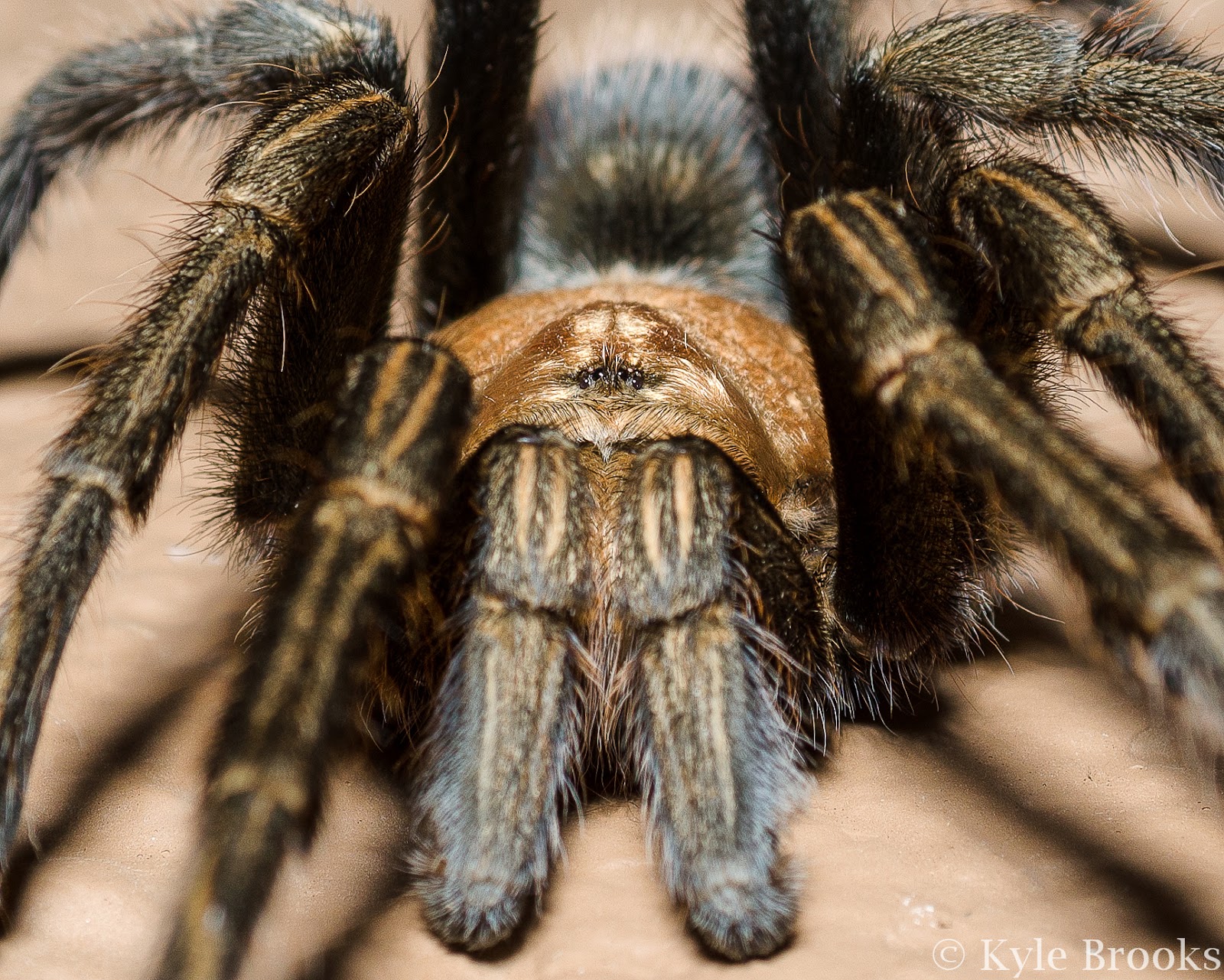 On the Subject of Nature: Tarantulas
