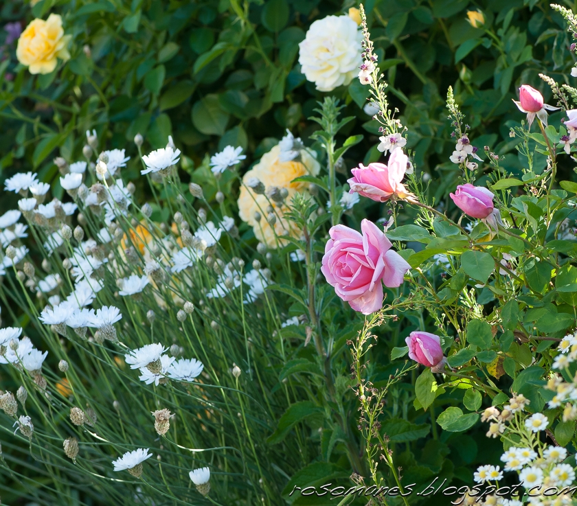 A Rose is a Rose...: Midsummer Roses