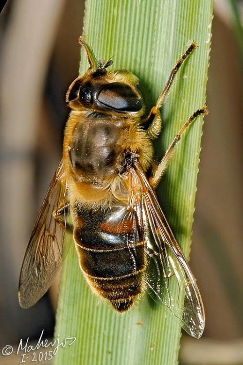 Biodiversidad Costa Granadina y ... (Fauna): Mosca zángano (Eristalis ...
