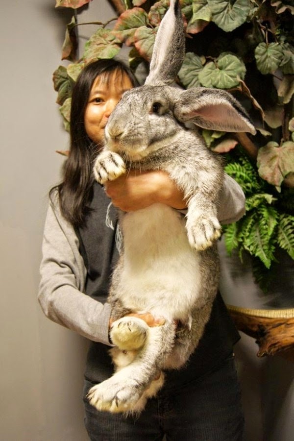 NidoKidos Official Blog nidokidos Worlds Largest Rabbit Breed nidokidos-official-blog-nidokidos-worlds-largest-rabbit-breed