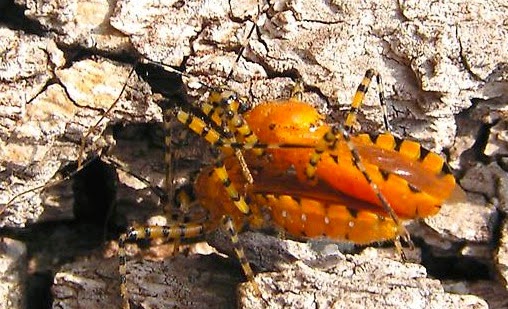 Springfield Plateau: Sycamore Assassin Bug