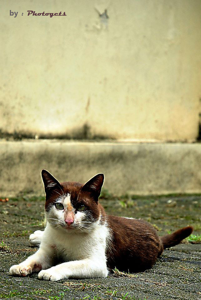 Lonely Cat Photograph | (Photos Area