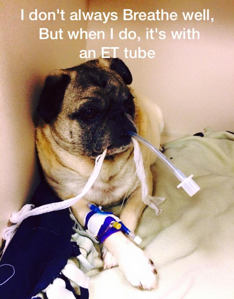How To Put A Trach Tube In A Dog