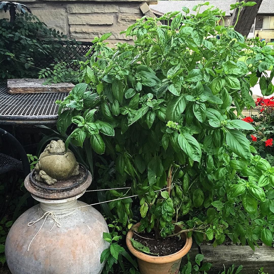 History, Lore and Magic of Basil