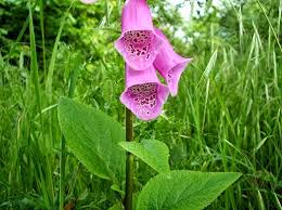 Daun digitalis obat herbal jantung lemah