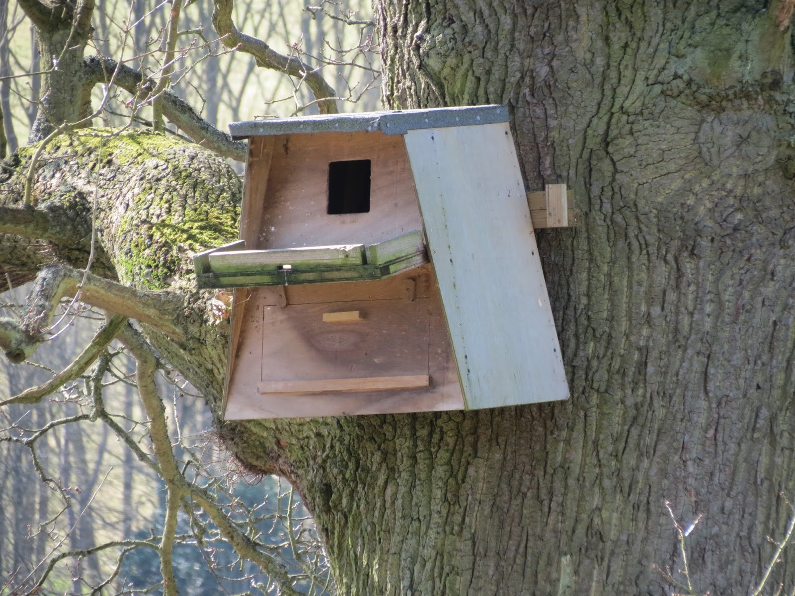 BIRDING AMERSHAM: A marked arrival of COMMON CHIFFCHAFFS in Chess Valley