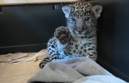 kenneth in the (212): Meet the Cutest Jag Since David James Elliott