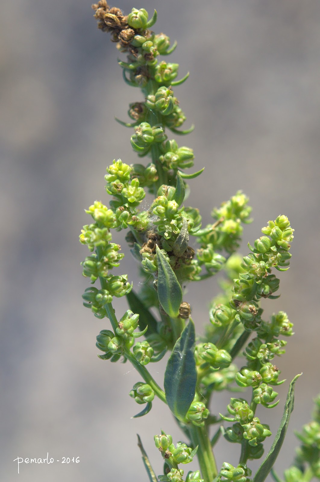 PLANTAS DE MOLINA DE SEGURA: BETA MARITIMA (Acelga del campo), EN EL ...