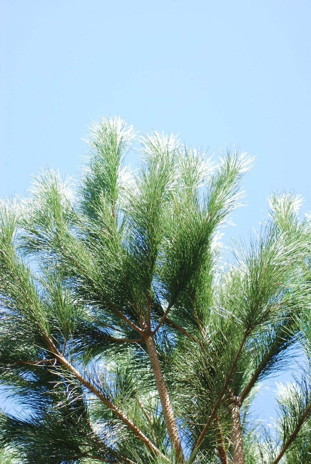Terra e Sementes: Pinheiro manso e pinhas