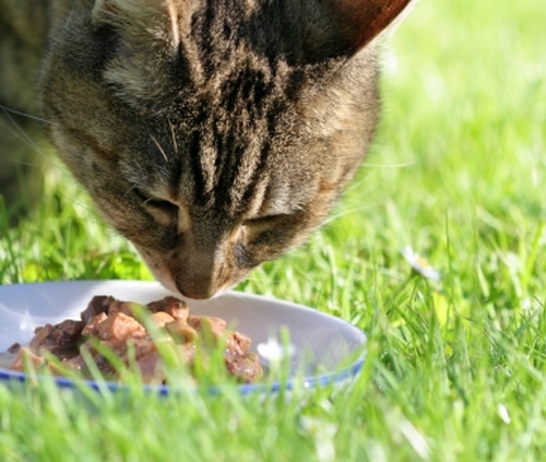 Exclusive: Make Your Own healthy cat food ! Step By Step | globehealthy
