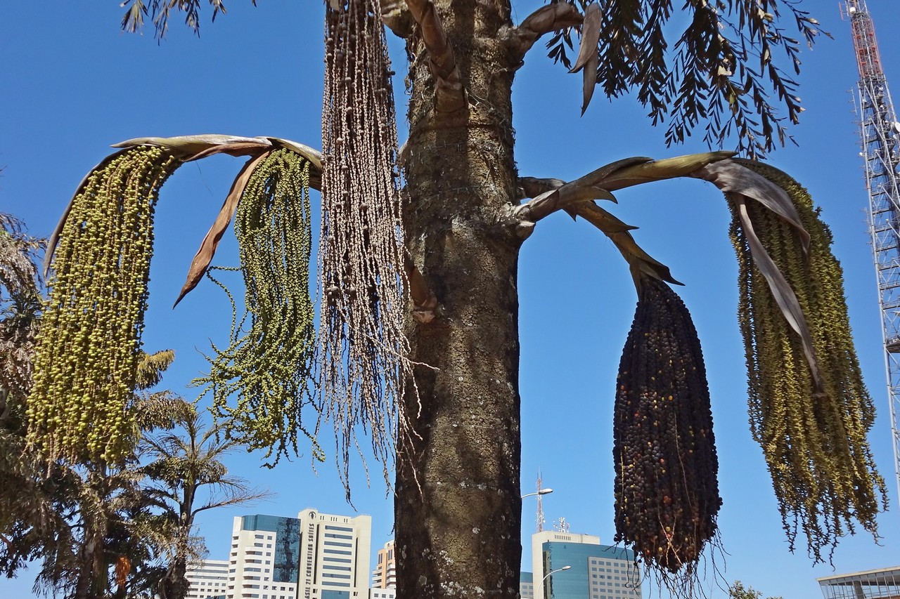 Try-out: A palm tree with dreadlocks.....