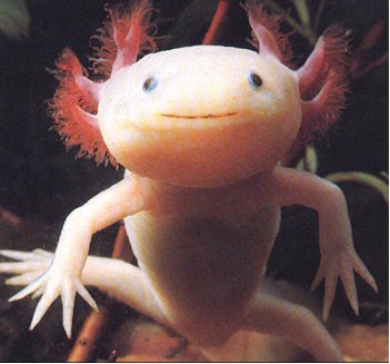 -Risa-: Pedomorfosis Axolotl