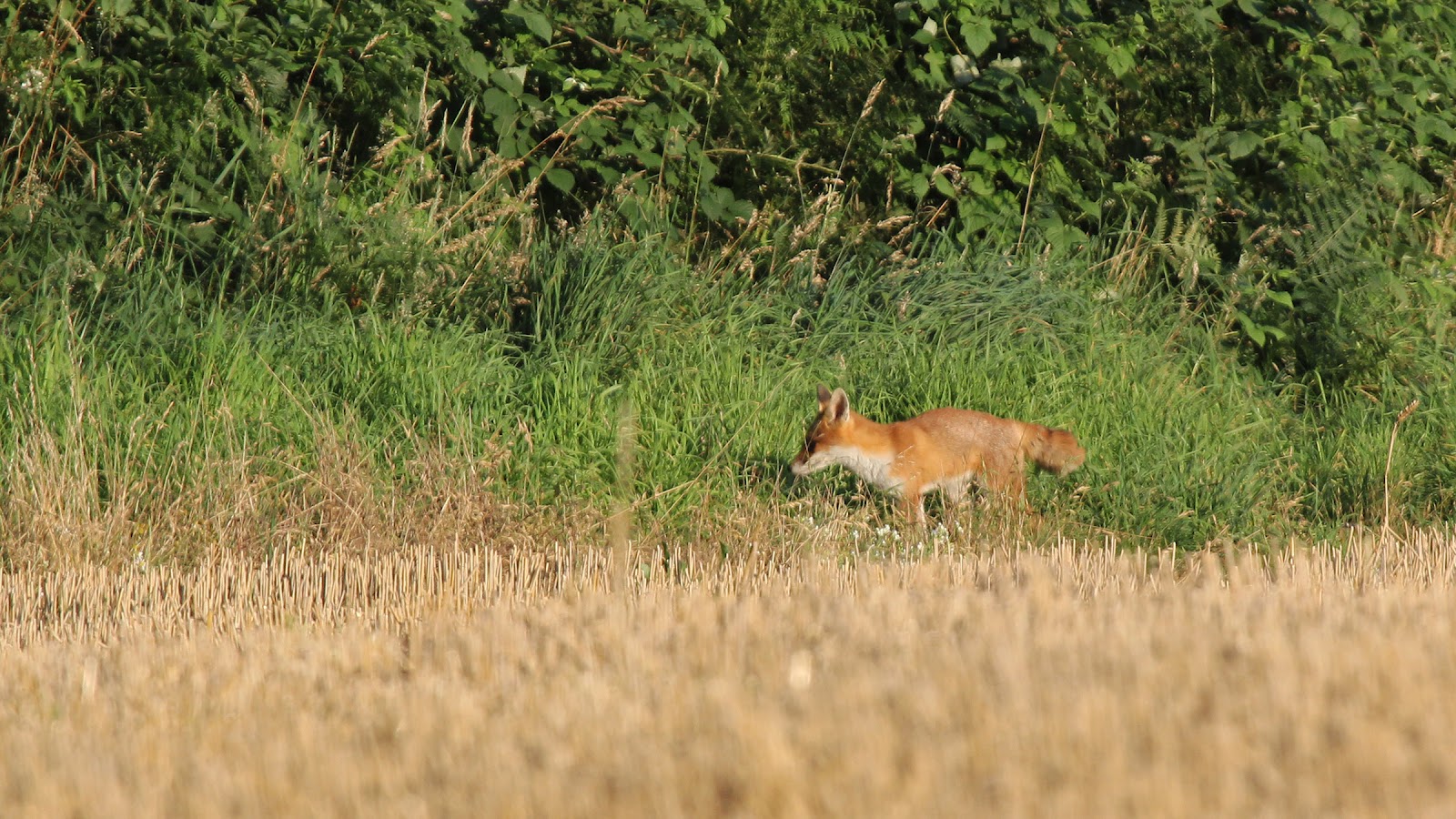 A Year Around Four Marks: 5th September - Of Sharp As a Whip, And Tough ...