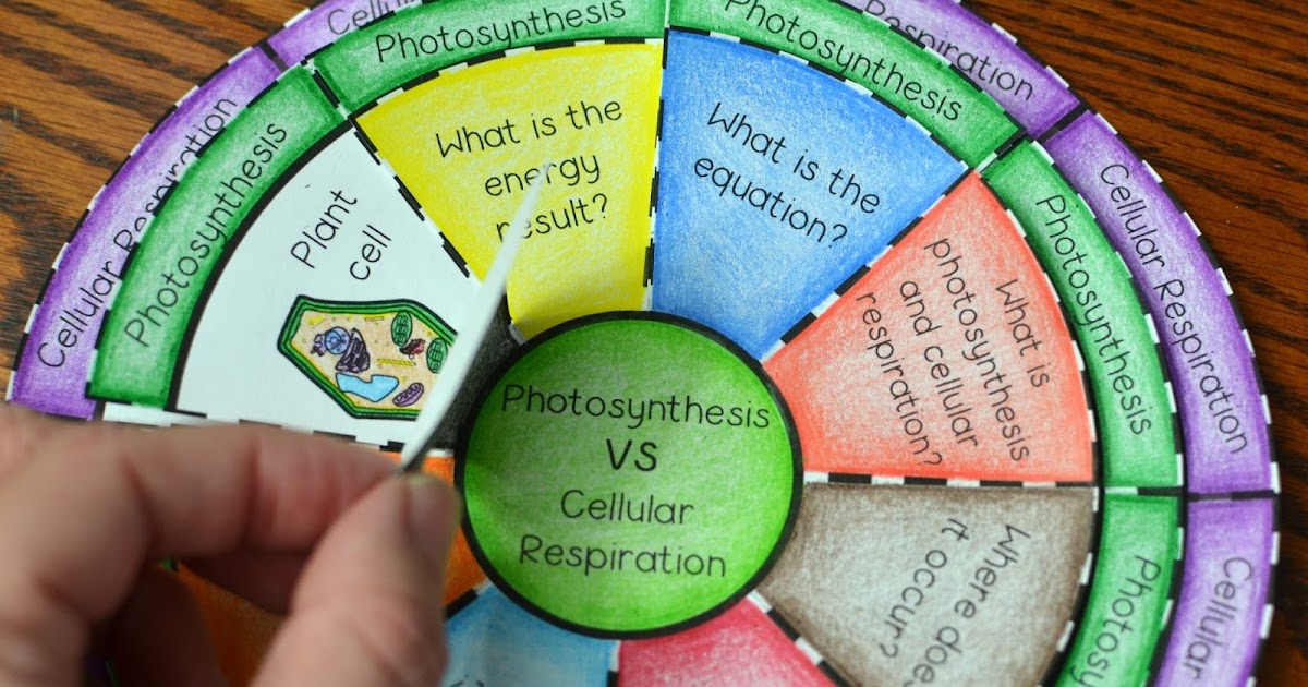 Math in Demand: Photosynthesis vs Cellular Respiration Wheel Foldable
