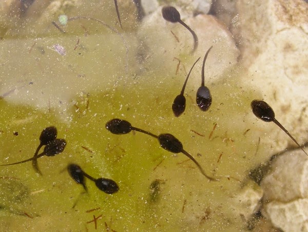 Dnevnik male žabice: Paglavcem sem zamenjala vodo