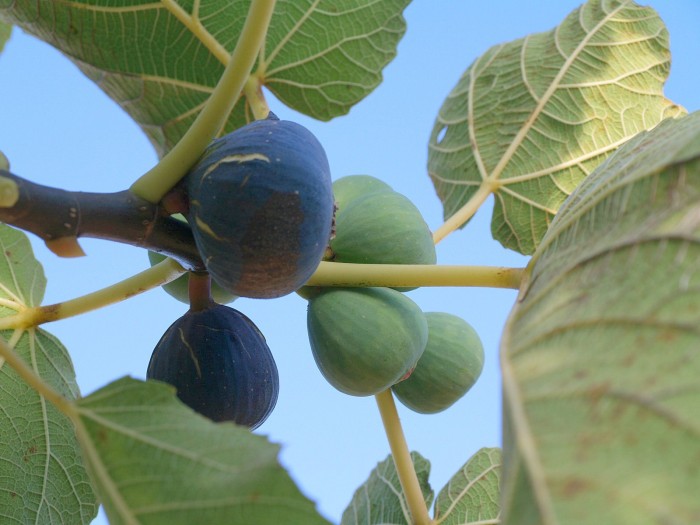 Calderona De Míner FIg - Var Tin