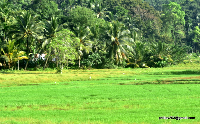 Images of Sri Lanka on blogspot.com: Paddy fields on the approaches to ...