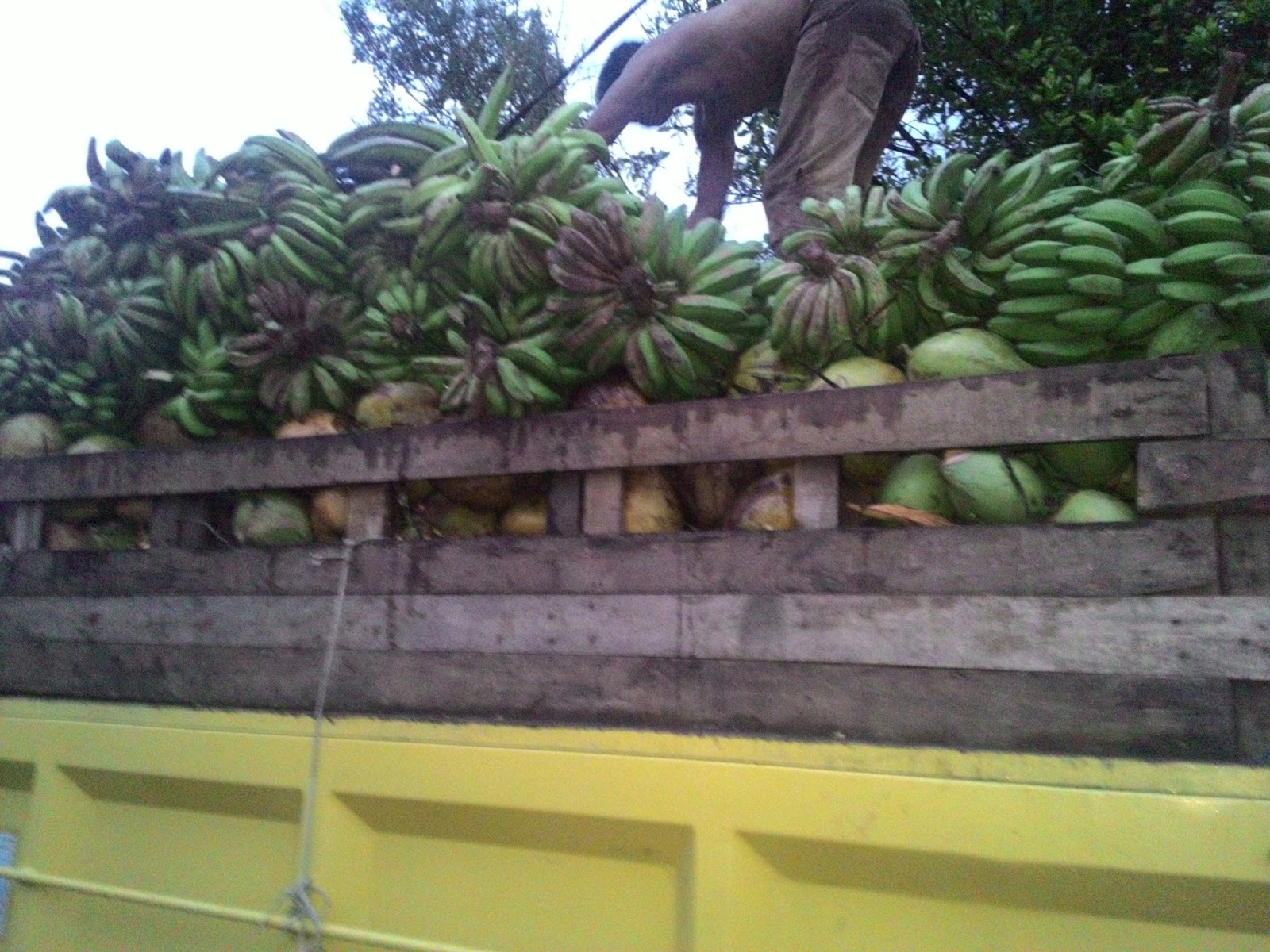 Pengepul Kelapa Banten: hasil pertanian kelapa tua dan muda dan pisang