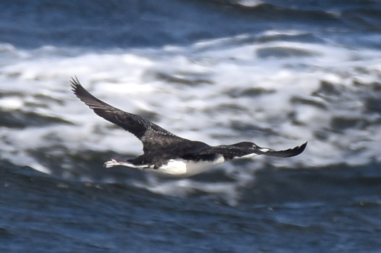 Notes from Halibut Point: The Loon