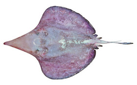 Real Monstrosities: Sixgill Stingray