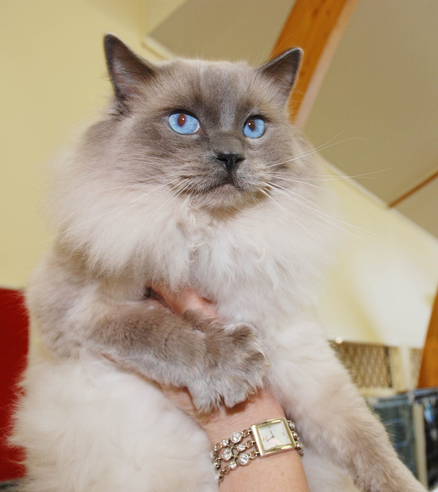 Ragdoll Cute Cats | Cute Cats