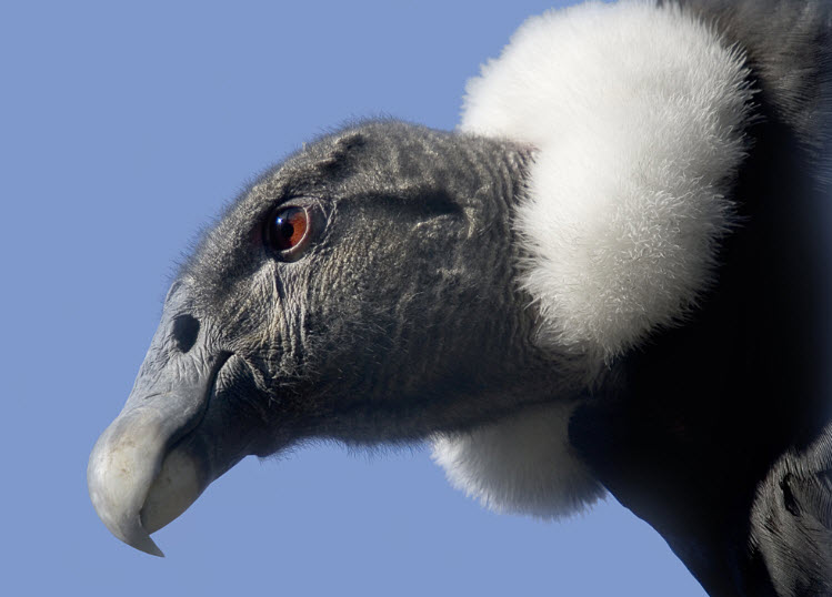 Andean Condor | The Biggest Animals Kingdom