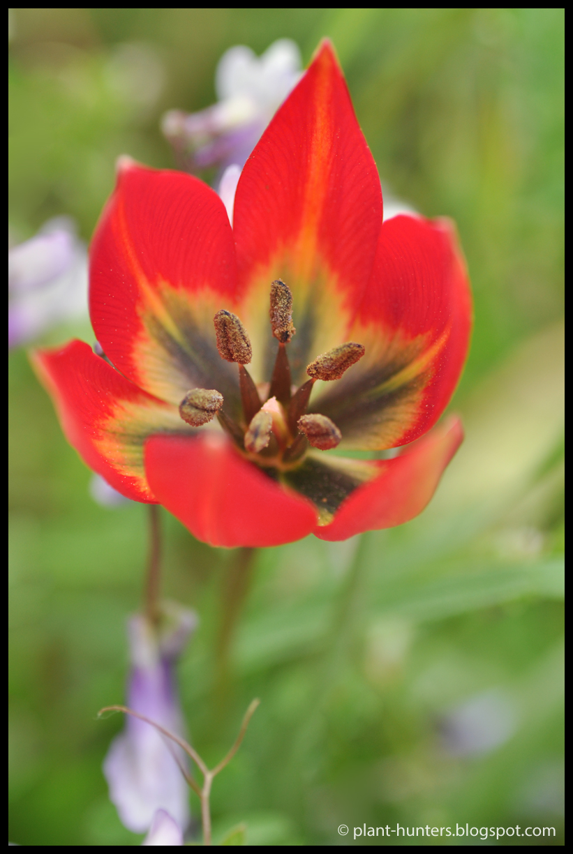 Plant Hunters: Tulipa hageri