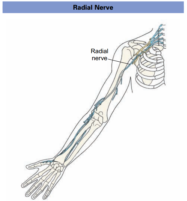 Radial Nerve